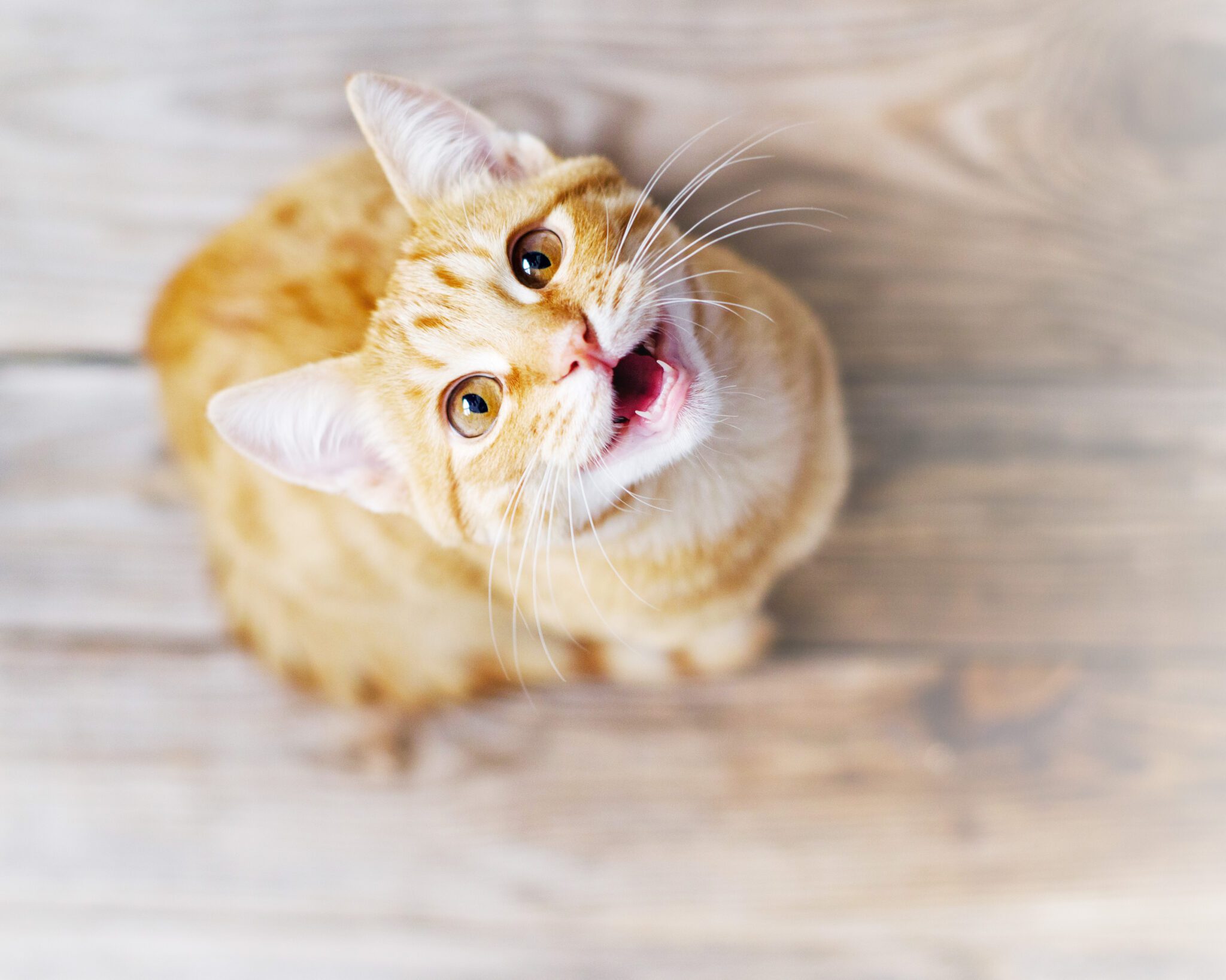 Is Your Cat Meowing Too Much? Here's What It Could Mean | Mendocino ...